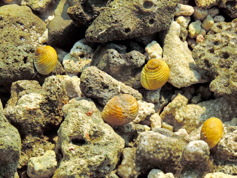 Shells Lying Over Corals - India Travel - Beach Tourism Stock Image ...