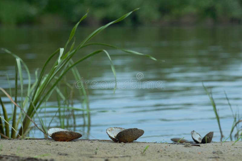 Shells are Lying on the Sand on the River Bank Stock Image - Image of ...