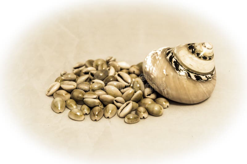 Shells from mancala game stock photo. Image of nature - 90797500