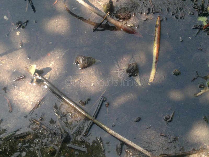 Mangrove forest stock photo. Image of shore, province - 80439060
