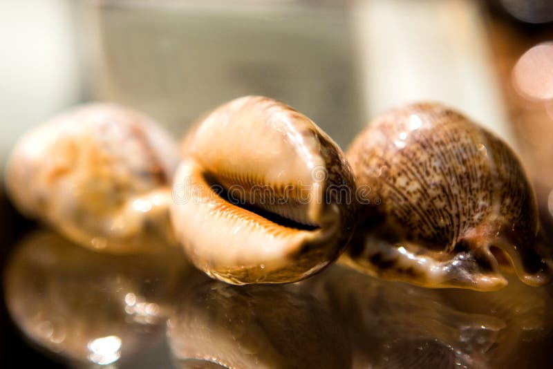 Shells Many Types and Sizes Stock Image - Image of cutout, marine: 92308839