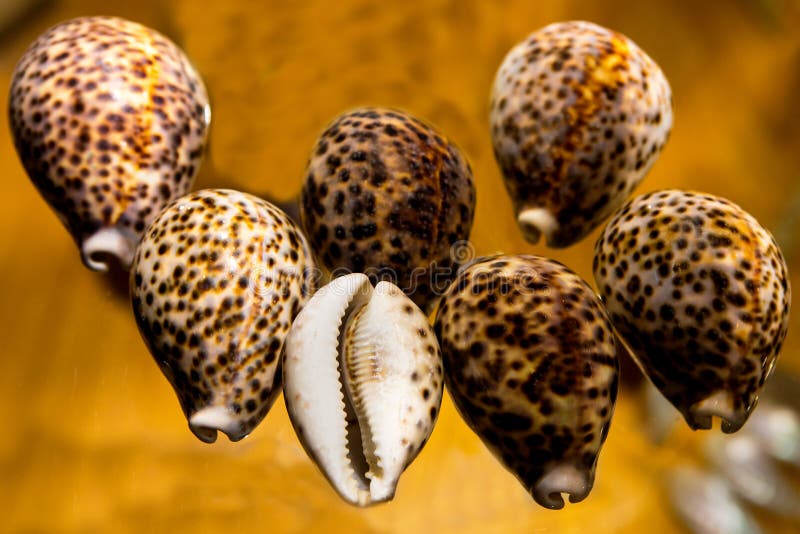 Shells Many Types and Sizes Stock Photo - Image of oceanic, close: 92308844