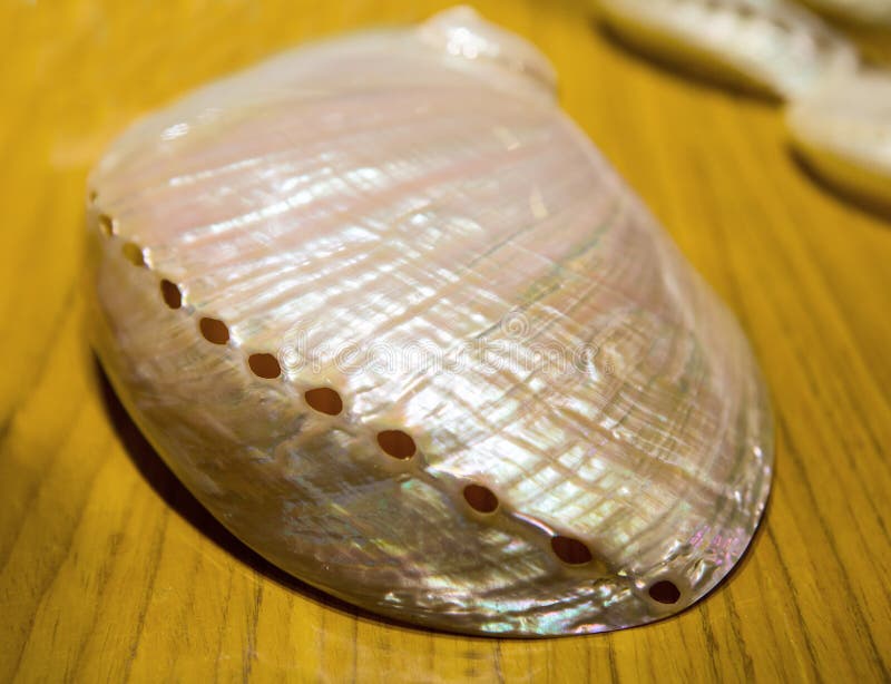 Shells Many Types and Sizes Stock Photo - Image of decoration, wildlife ...