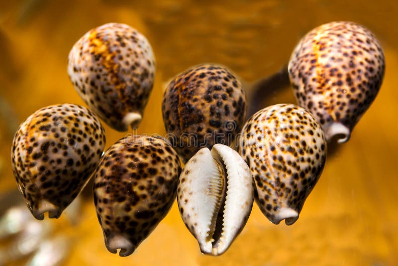 Shells Many Types and Sizes Stock Image - Image of seashell, decoration ...