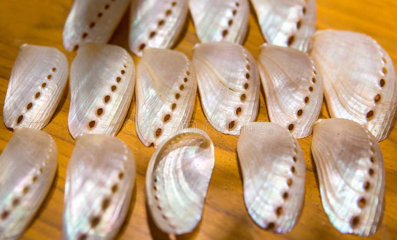 Shells Many Types and Sizes Stock Photo - Image of object, sizes: 92308918