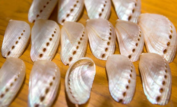 Shells Many Types and Sizes Stock Photo - Image of object, sizes: 92308918