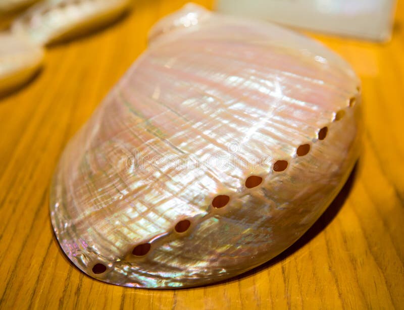 Shells Many Types and Sizes Stock Photo - Image of creature, shape ...