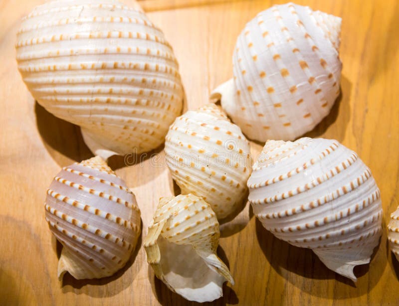 Shells Many Types and Sizes Stock Photo - Image of creature, shape ...