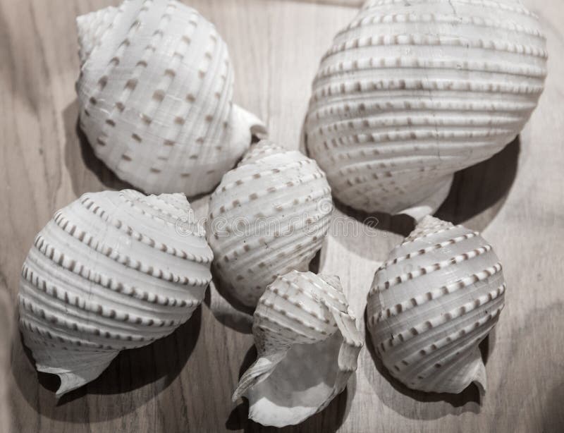 Shells of Many Types and Sizes Stock Photo - Image of cutout, ocean ...