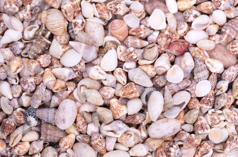 Shells of Many Types and Sizes Stock Image - Image of collection, beach ...