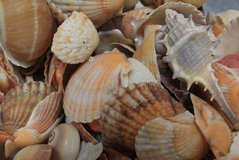 Shells of Many Types and Sizes on the Beach Stock Photo - Image of ...