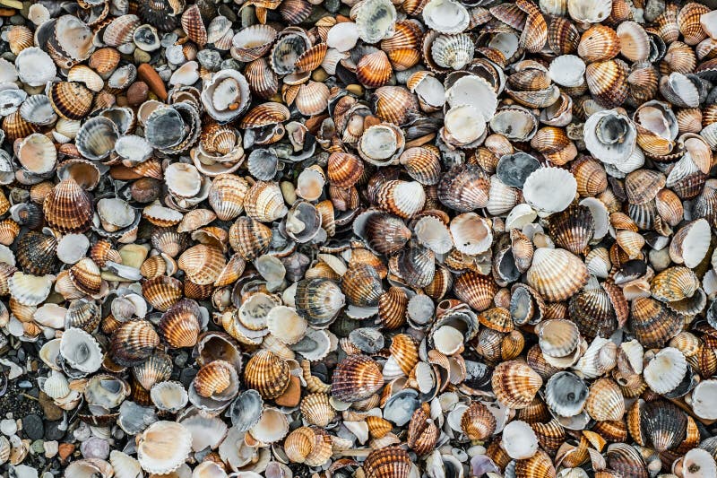 Shells of Many Types and Sizes on the Beach Stock Photo - Image of ...