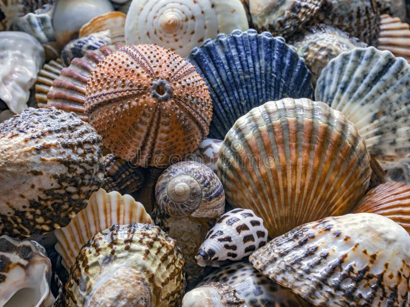 Shells of Many Types and Sizes Stock Image - Image of seafood, color ...