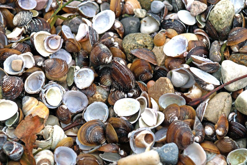 Shells of Many Types and Sizes on the Beach Stock Photo - Image of ...