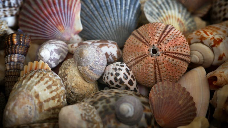 Shells of Many Types and Sizes Stock Footage - Video of decoration ...