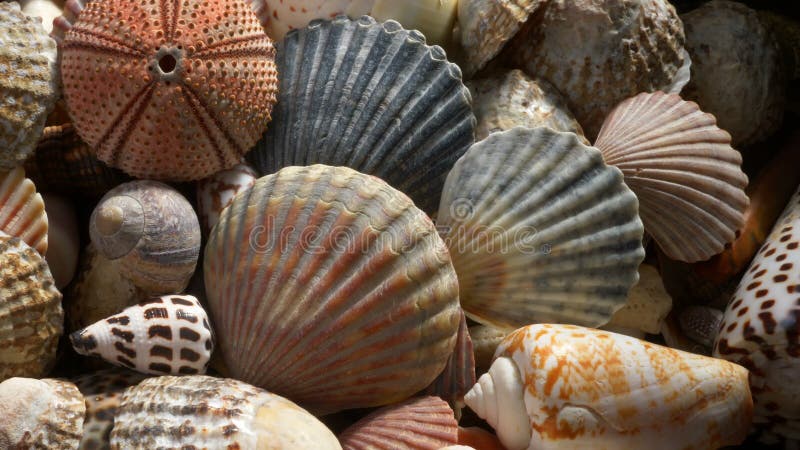 Shells of Many Types and Sizes Stock Footage - Video of marine, exotic ...