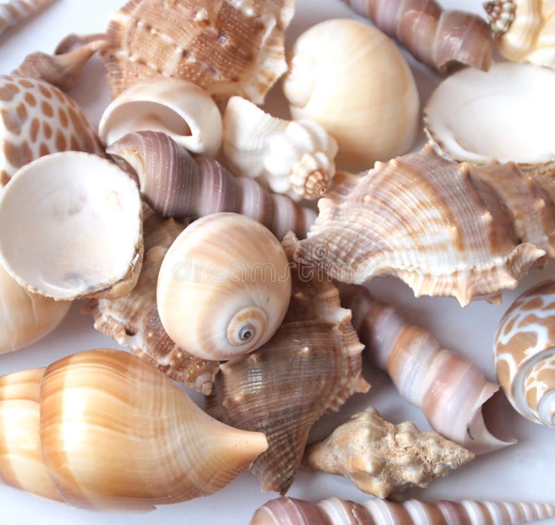Shells stock photo. Image of white, decoration, collect - 33053322