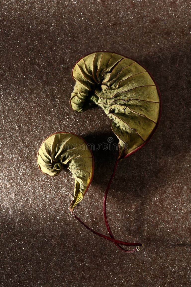 Maplle Leaf Donuts Stock Photos - Free & Royalty-Free Stock Photos from ...