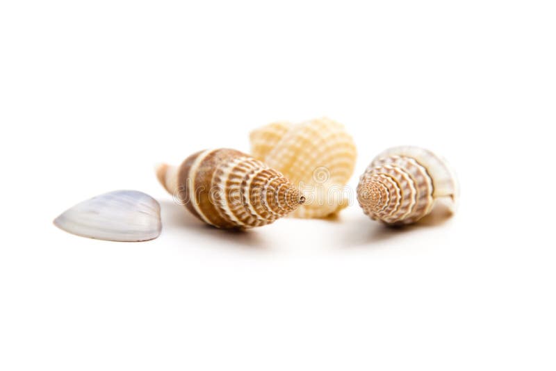 Shells of Marine Crustaceans Stock Photo - Image of soft, isolated ...