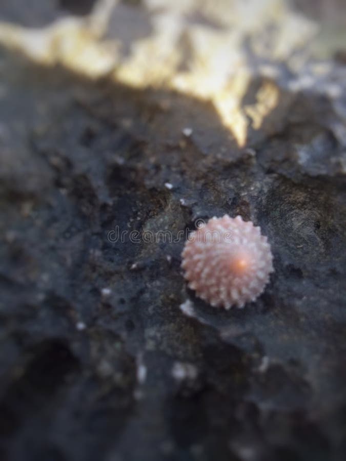 Hiding underneath my shell stock photo. Image of mollusk - 105590512