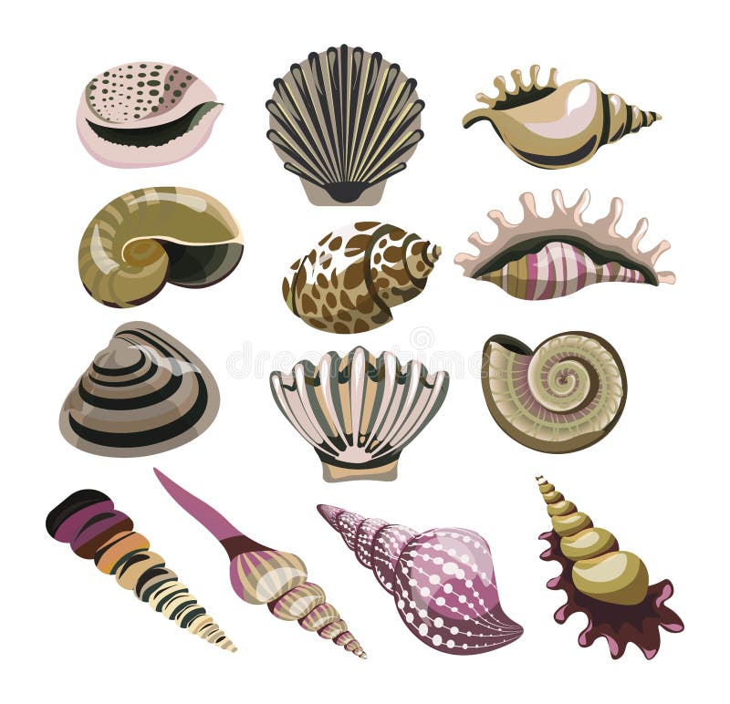 Seashell Decorations Stock Illustrations – 161 Seashell Decorations ...