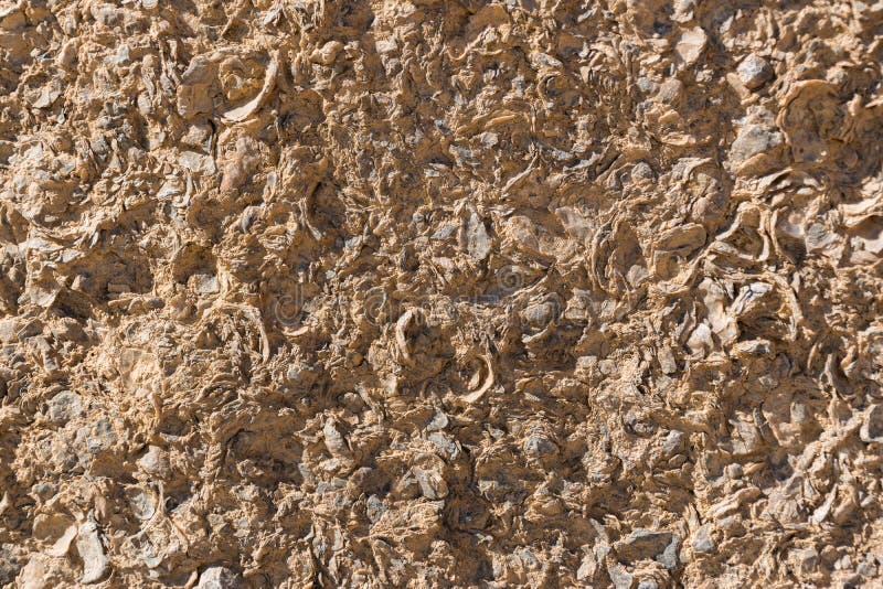 Shells in the mountain stock image. Image of mountain - 75247547