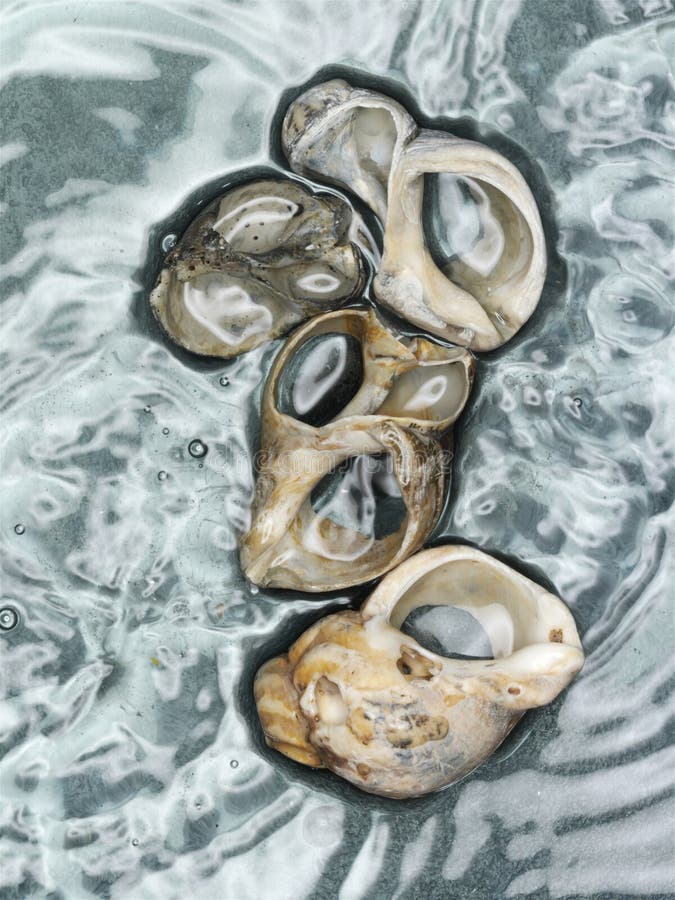 Shells in moving water stock image. Image of carving - 338806101