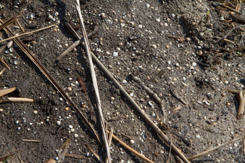 Shells in mud stock image. Image of shape, biology, discover - 90205809
