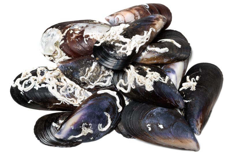 Shells of mussels stock image. Image of blue, coast, heap - 72623037