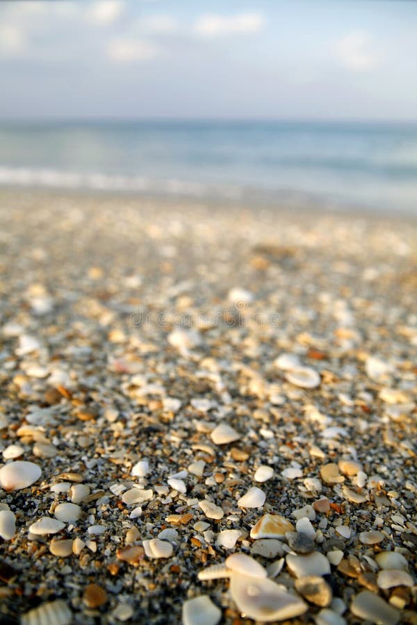 Shells n Stuff stock photo. Image of tourist, beautiful - 7546982