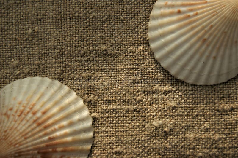 Shells in the Corners of the Background. Shells on Natural Linen Fabric ...