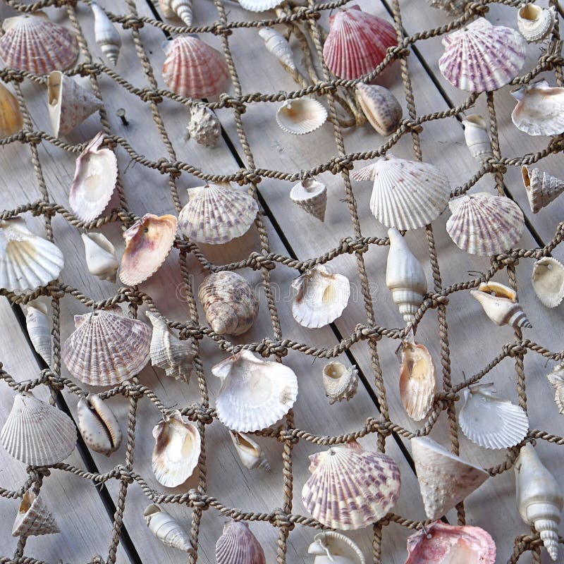 Shells in net stock image. Image of shell, mollusk, wall - 63708137