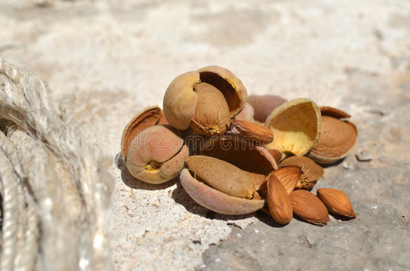 Shells and nuts of almond stock photo. Image of opened - 107389100
