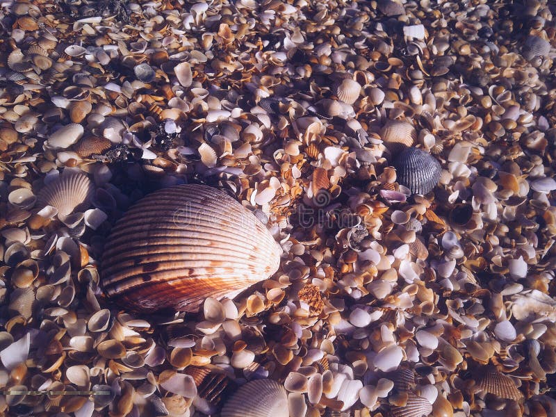 Shells of the ocean floor stock image. Image of sand - 44469743