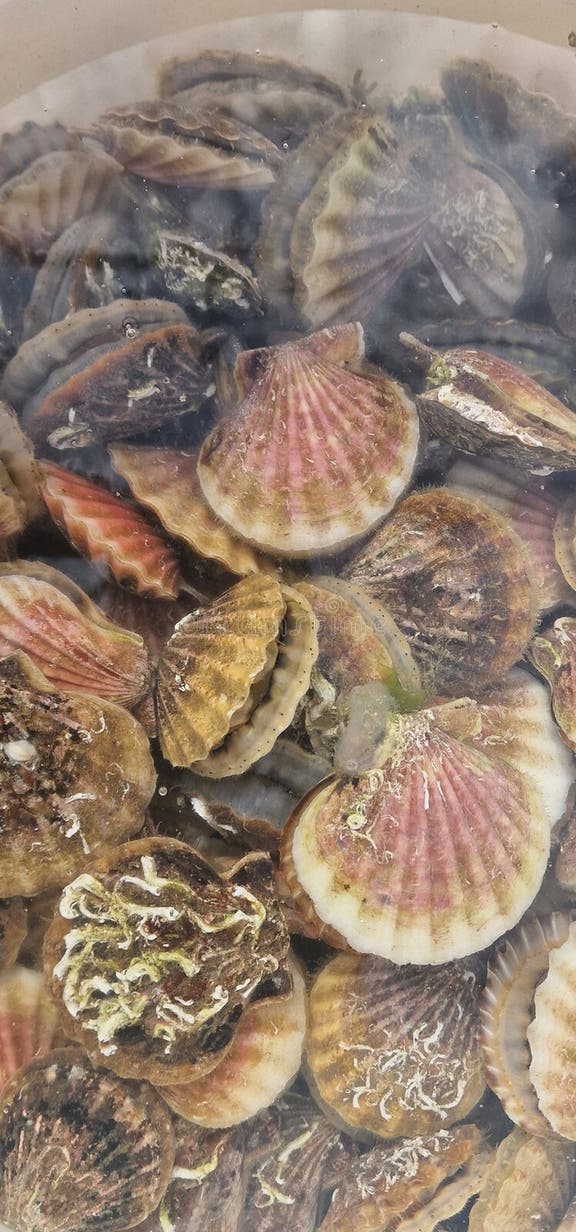 Shells in One that are Still Alive Stock Image - Image of macro, brown ...