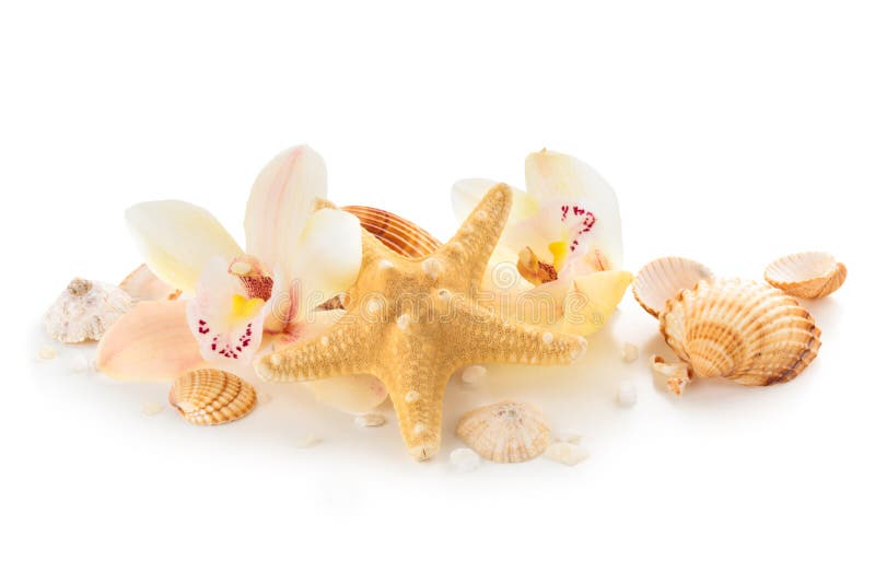 Shells and orchids. stock image. Image of space, seashell - 54069559