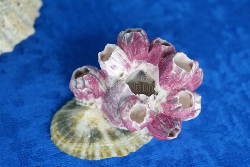 Shells and Other Marine Animals Stock Image - Image of animal ...