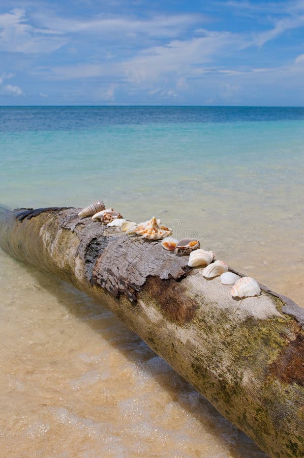 Sea shell in the beach stock image. Image of close, ocean - 12534987