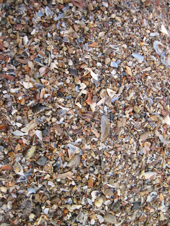 Shells pattern stock image. Image of pieces, chap, natural - 39816077
