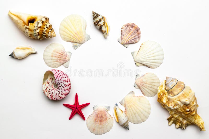 Shells Pattern. Trendy Natural Organic Color Sea Shell with Starfish ...