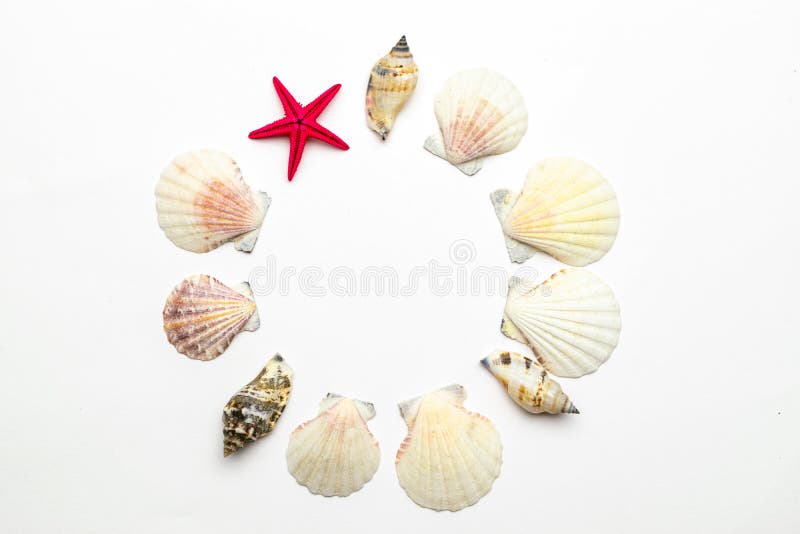 Shells Pattern. Trendy Natural Organic Color Sea Shell with Starfish ...