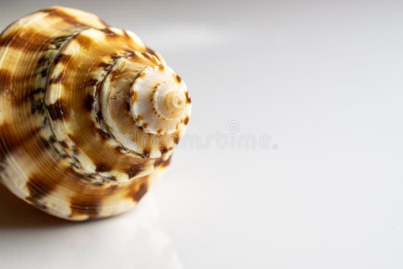 Shells Pattern. Trendy Natural Organic Color Sea Shell on White. Summer ...