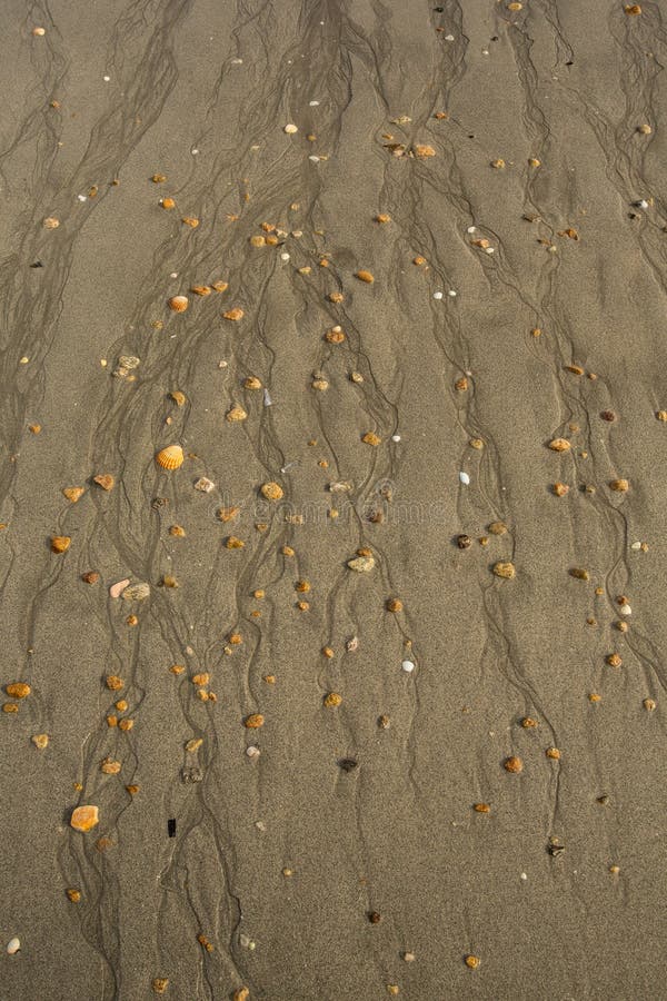 Shells, Patterns and Sand stock photo. Image of environment - 60763516