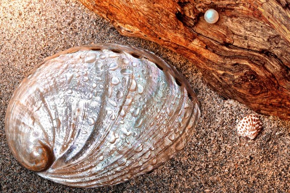 Shells and pearl stock photo. Image of precious, diving - 15942918