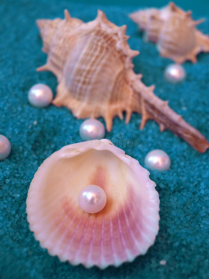 Shells and pearls stock photo. Image of aqua, nature - 26001176