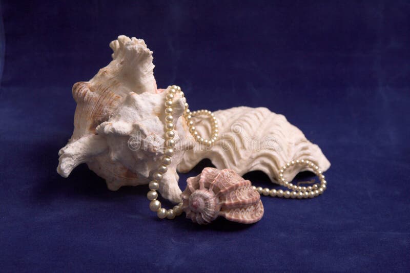 Shells on a string stock image. Image of pattern, string - 101696549