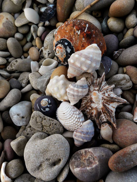 Shells and pebbles stock image. Image of granite, limpets - 45197951