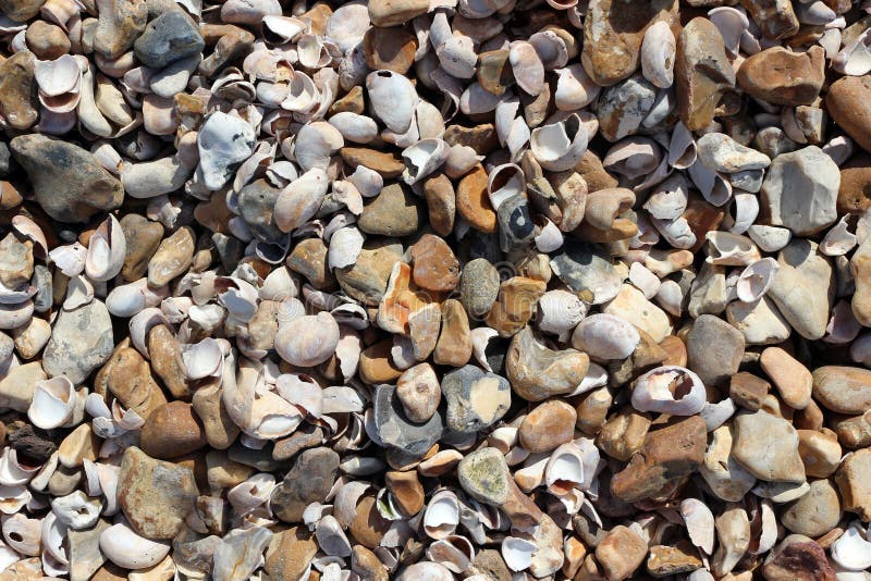 Shells and pebbles stock image. Image of background - 166594387