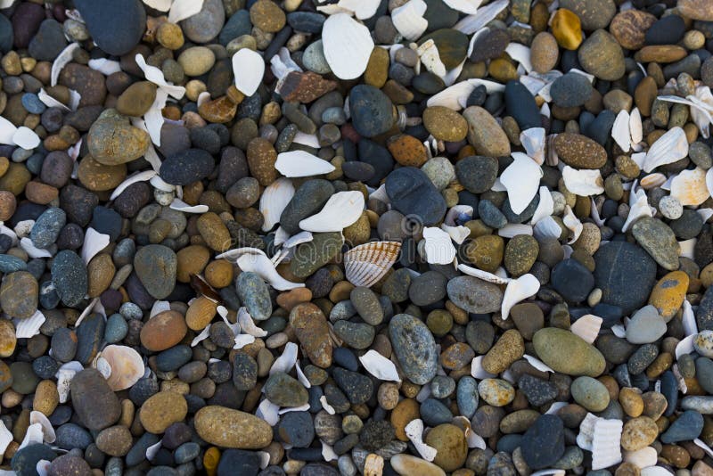 Shells and Pebbles stock photo. Image of shell, ocean - 63695862