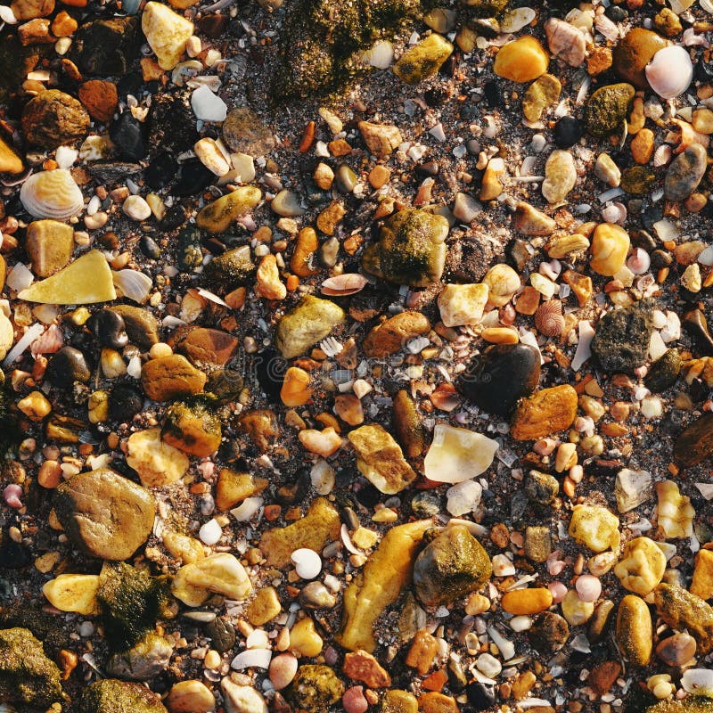 Shells and Pebbles on the Seashore. Summer Time Stock Image - Image of ...